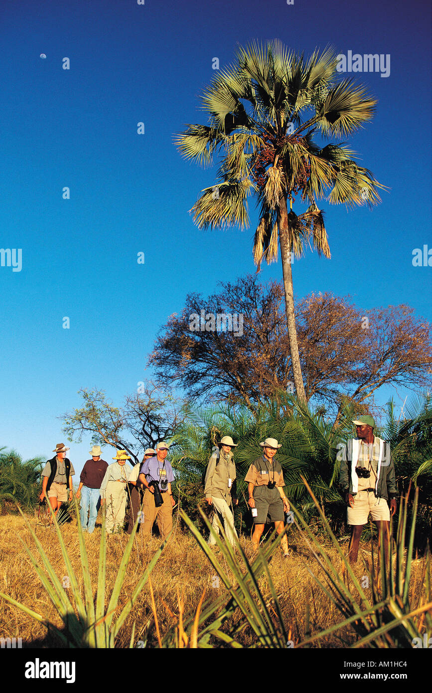 White clients and black African guide on a game walk in the Okavango ...