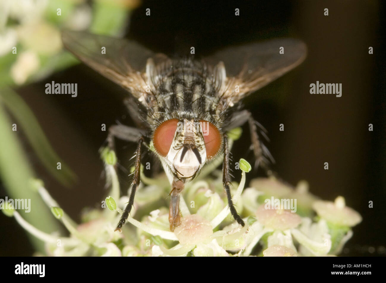 Marbled grey flesh fly (Sarcophaga carnaria Stock Photo - Alamy
