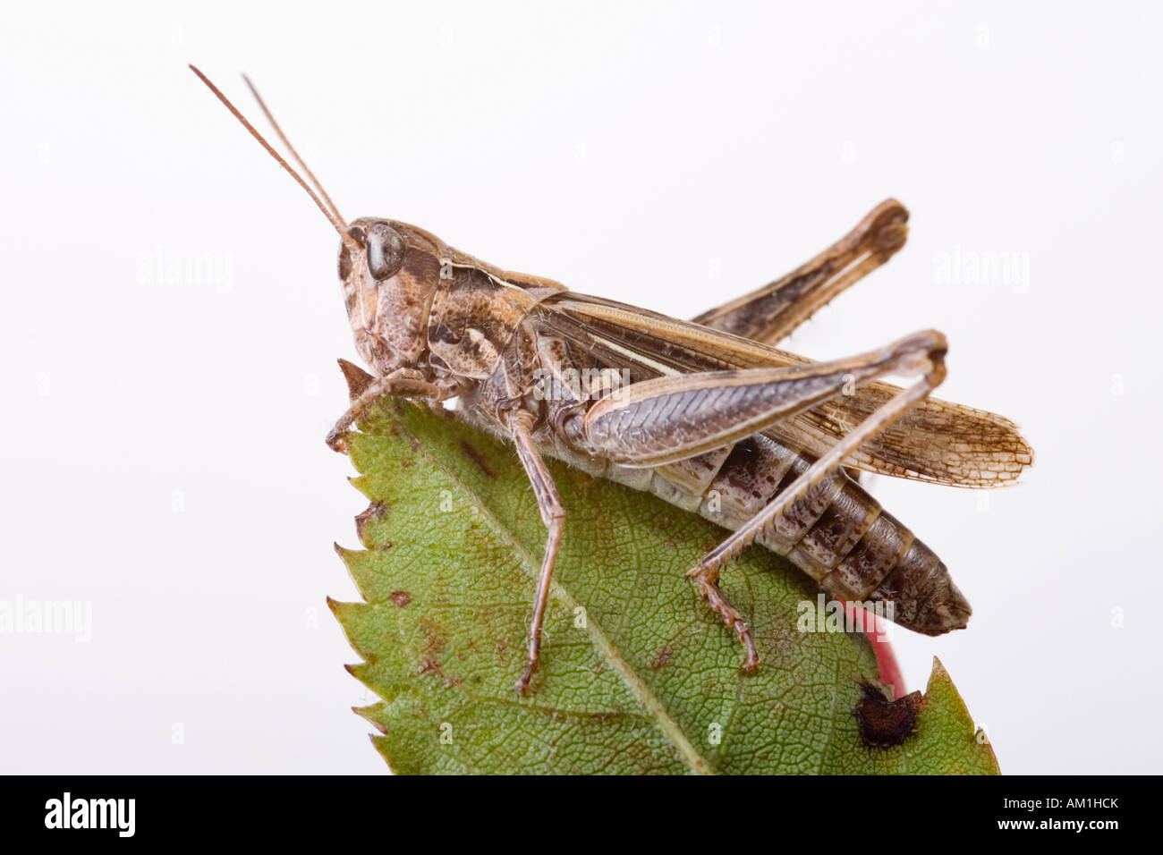 Common field grasshopper (Chorthippus brunneus Stock Photo - Alamy
