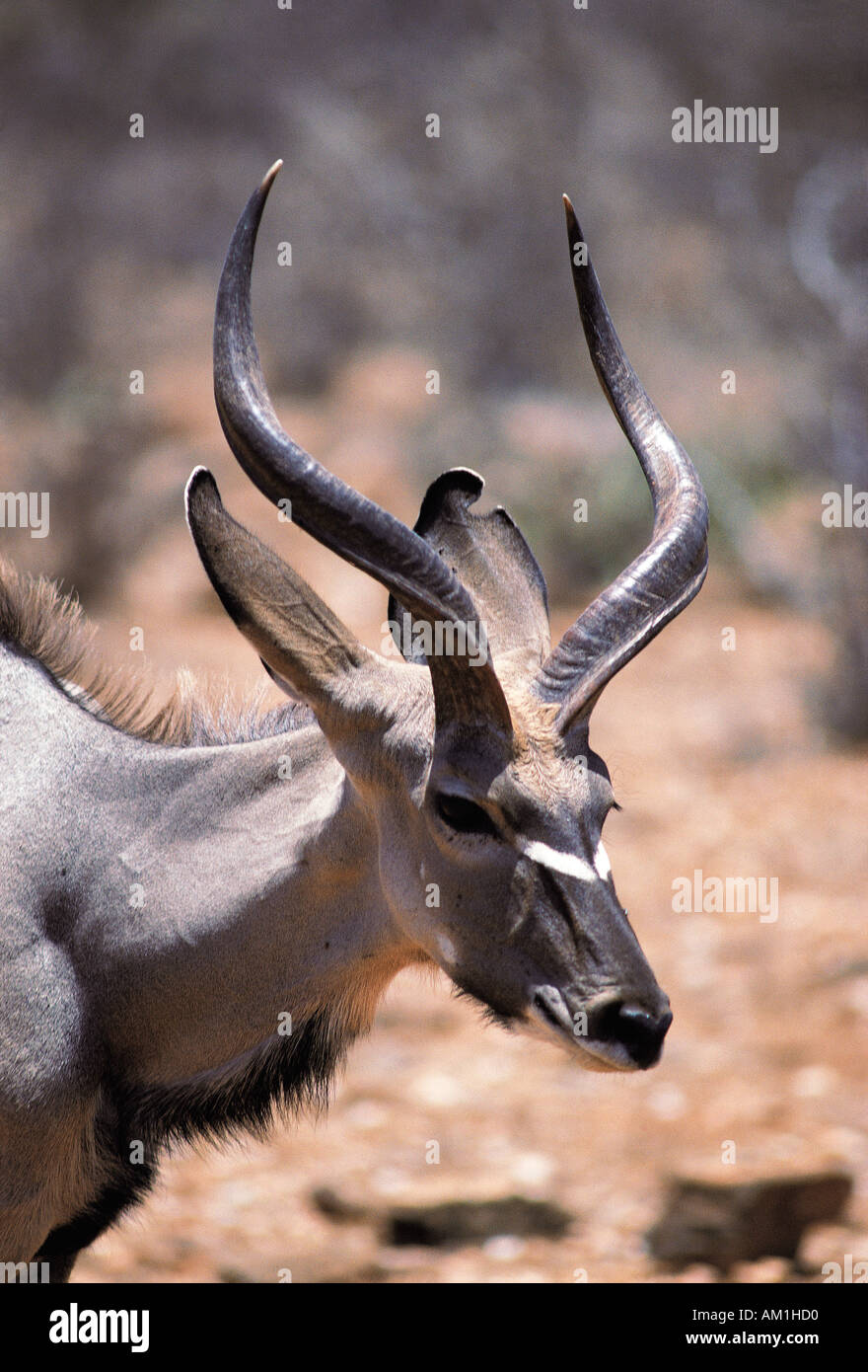 Kudu markings hi-res stock photography and images - Alamy