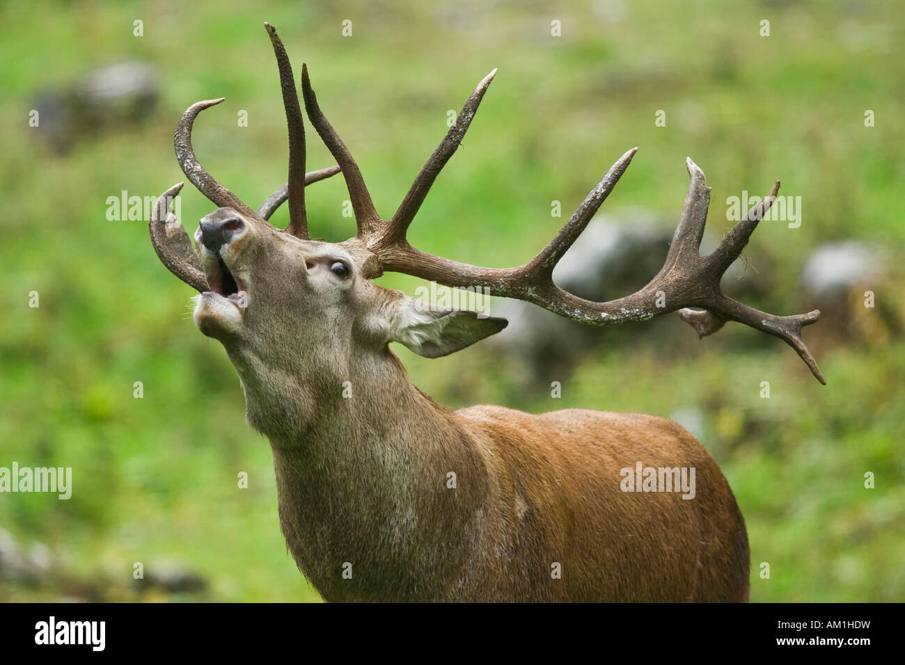 Deer scream hi-res stock photography and images - Alamy