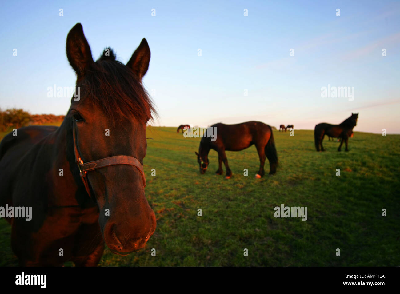 Horses on paddock Stock Photo - Alamy