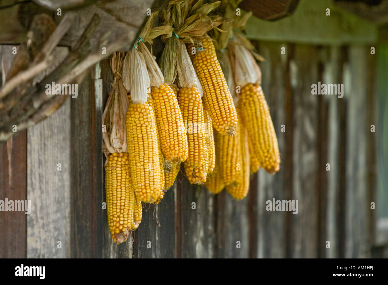 Maize on a farm Stock Photo - Alamy
