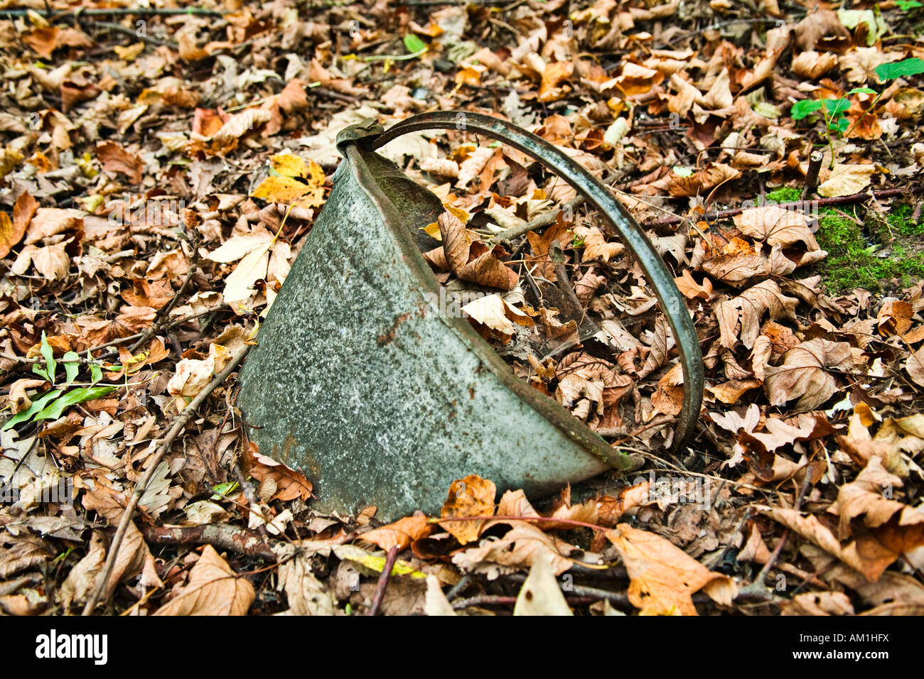 Rusty bucket in a wood Stock Photo - Alamy