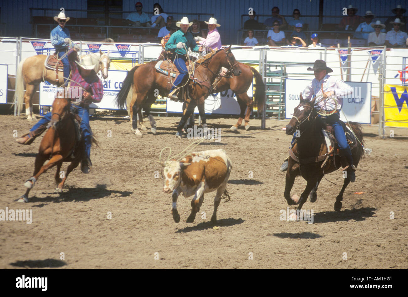 Team roping event Old Spanish Days Fiesta Rodeo and Stock Horse Show ...