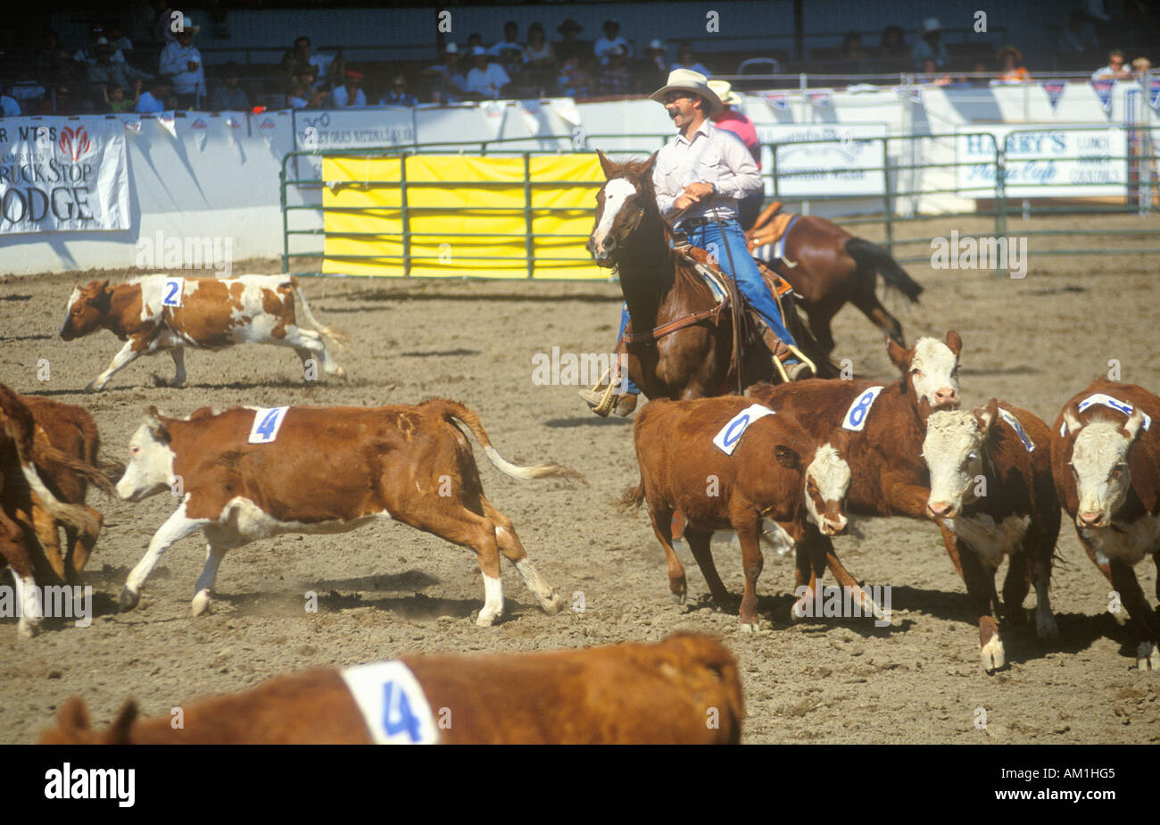 Team penning hi-res stock photography and images - Alamy