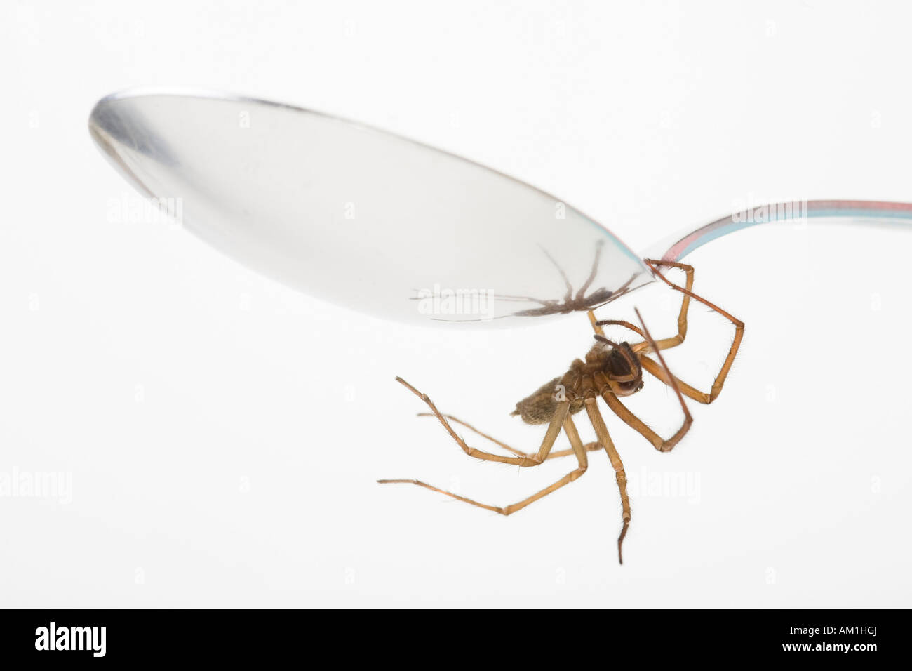 Phobia spider panic hi-res stock photography and images - Alamy