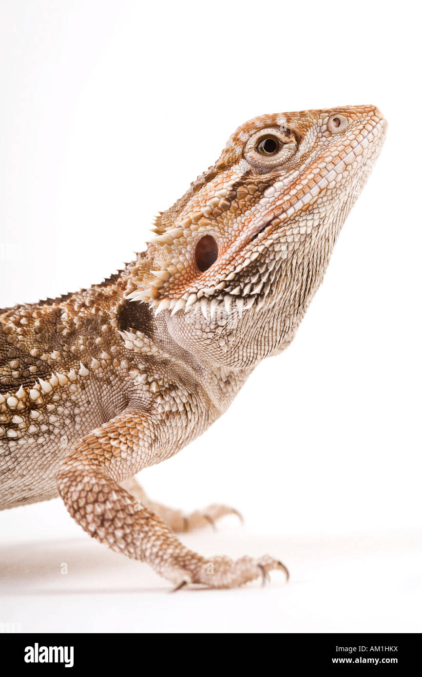 Bearded Dragon (Pogona vitticeps Stock Photo - Alamy