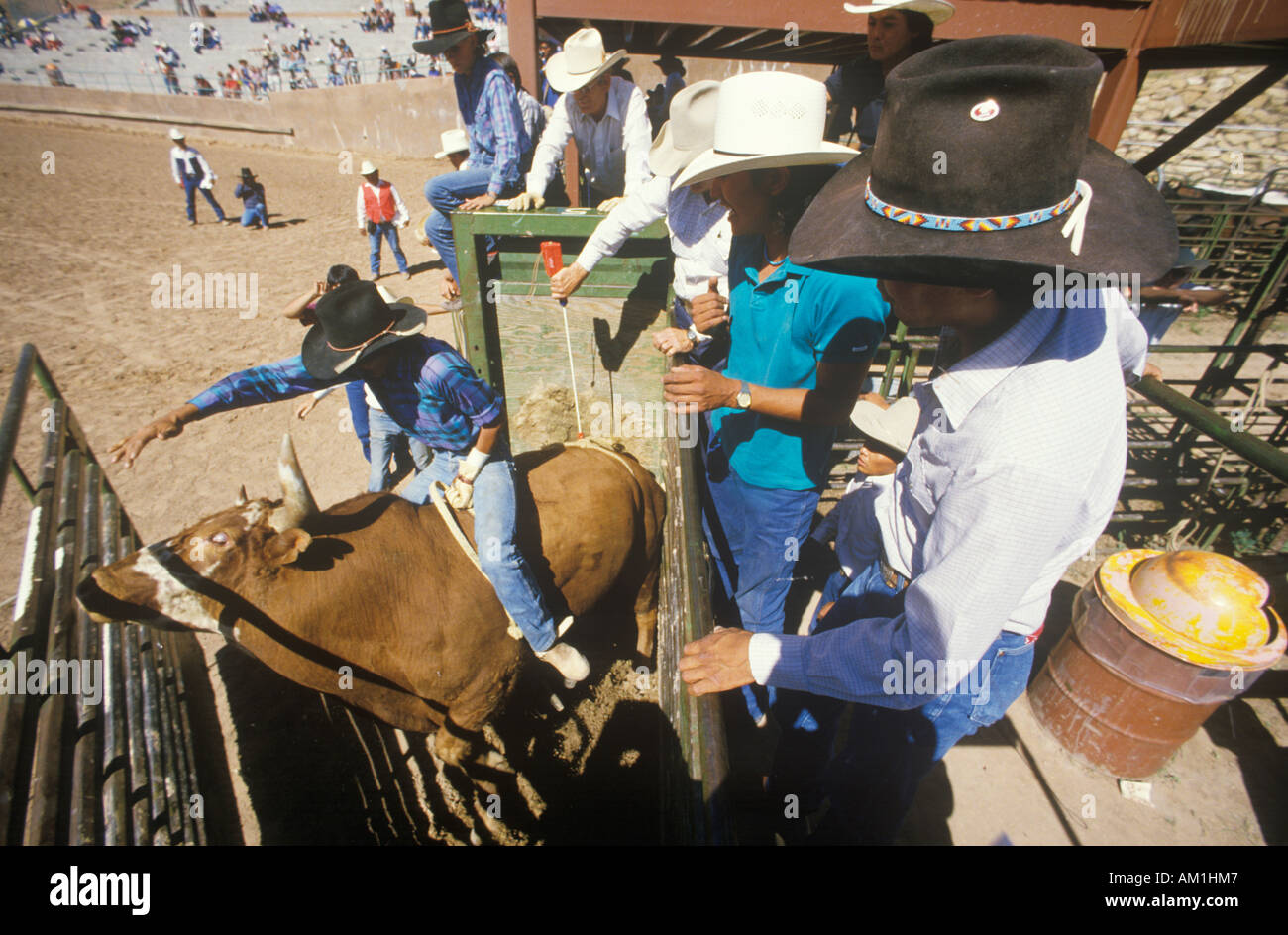 Cowboy on steer Inter Tribal Ceremonial Indian Rodeo Gallup NM Stock ...