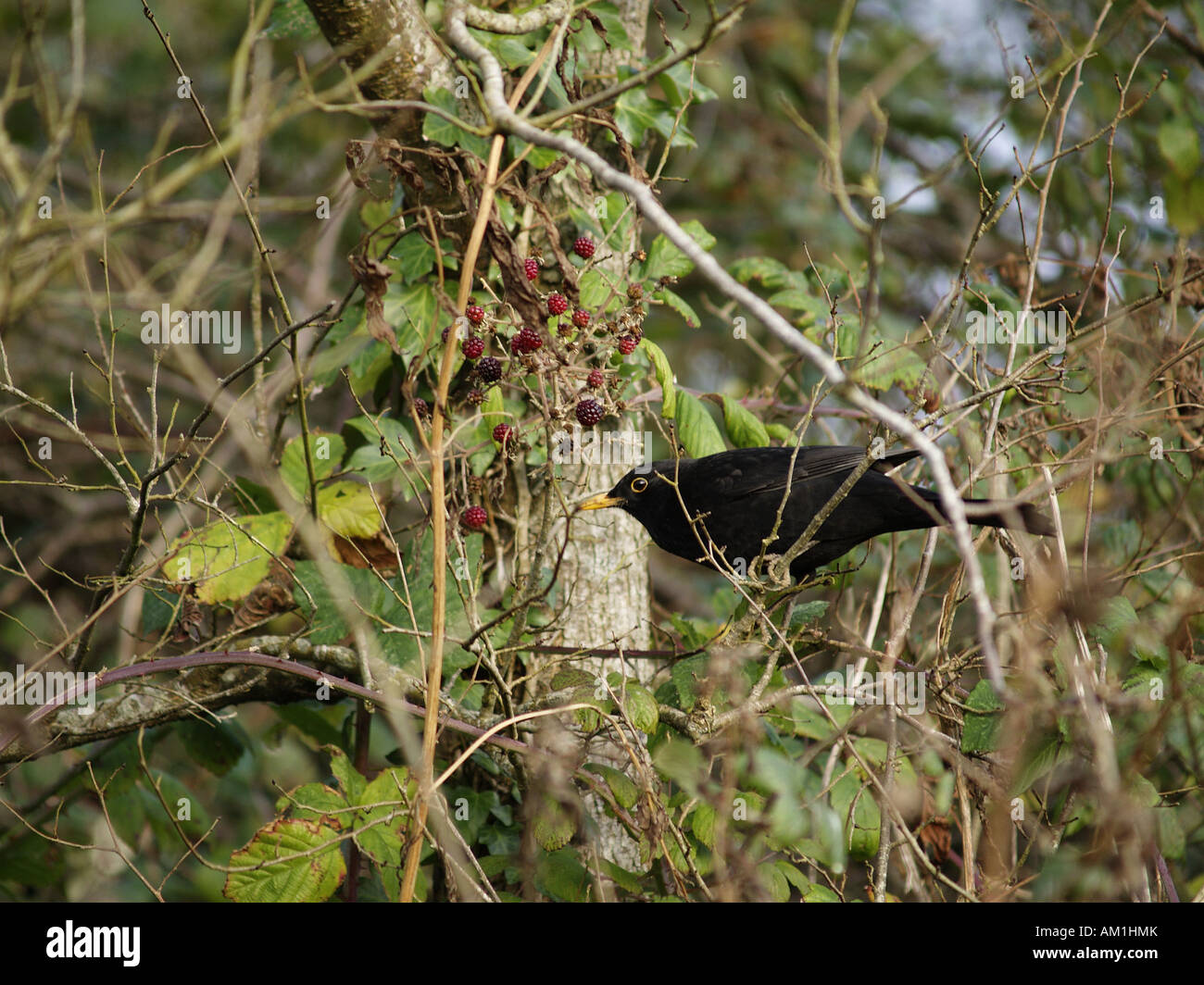 Male blackbird, Turdus Merula, eating blackberries Stock Photo - Alamy