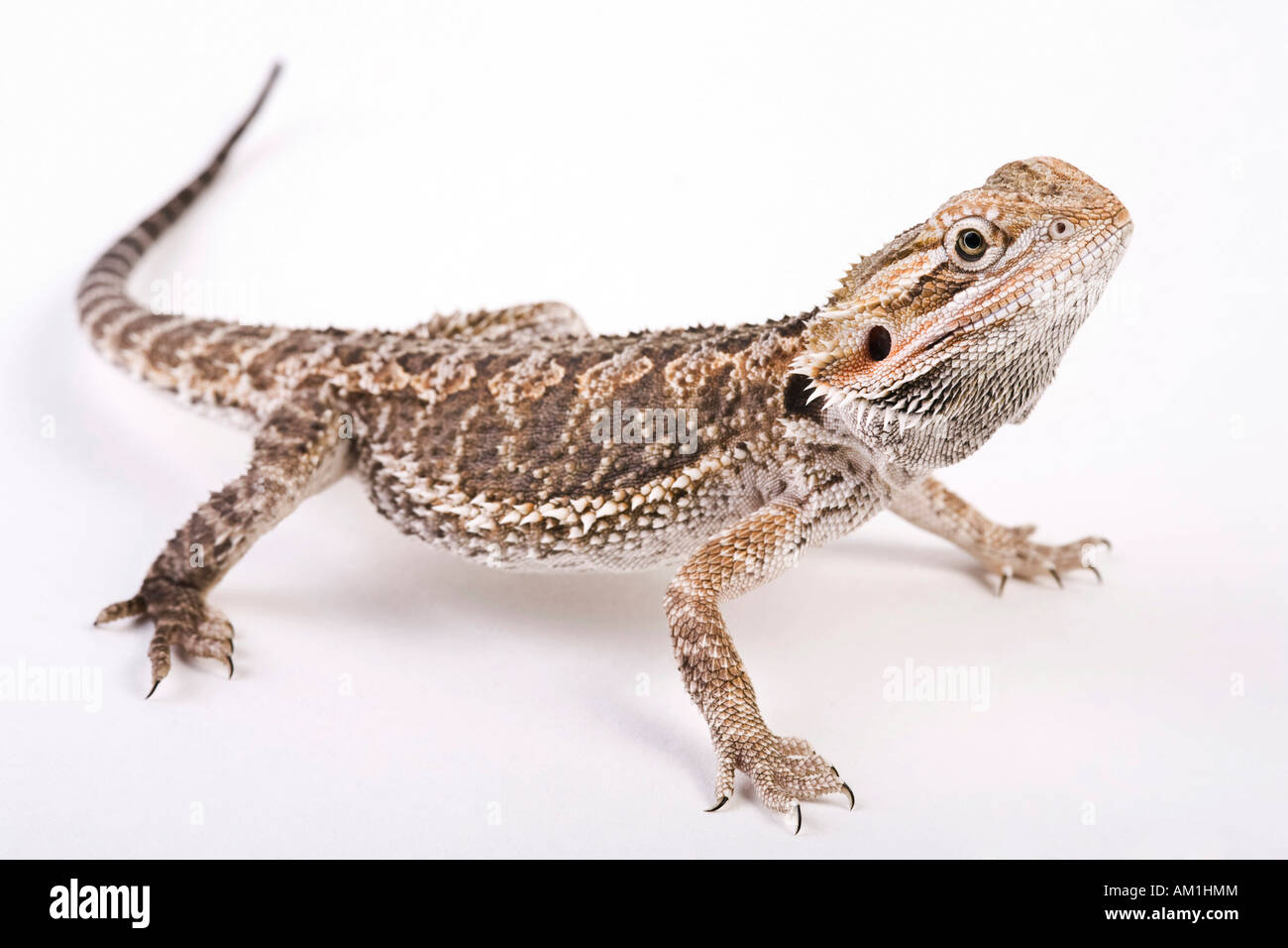Bearded Dragon (Pogona vitticeps Stock Photo - Alamy