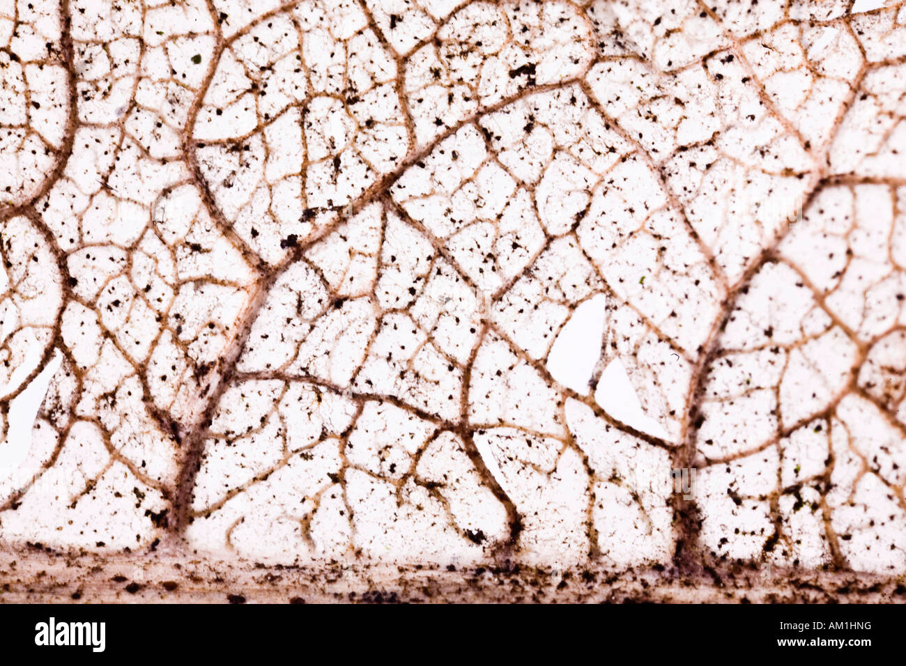 Limp leaf hi-res stock photography and images - Alamy