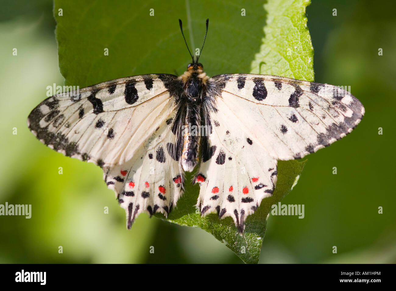 Eastern Festoon (Allancastria cerisyi Stock Photo - Alamy