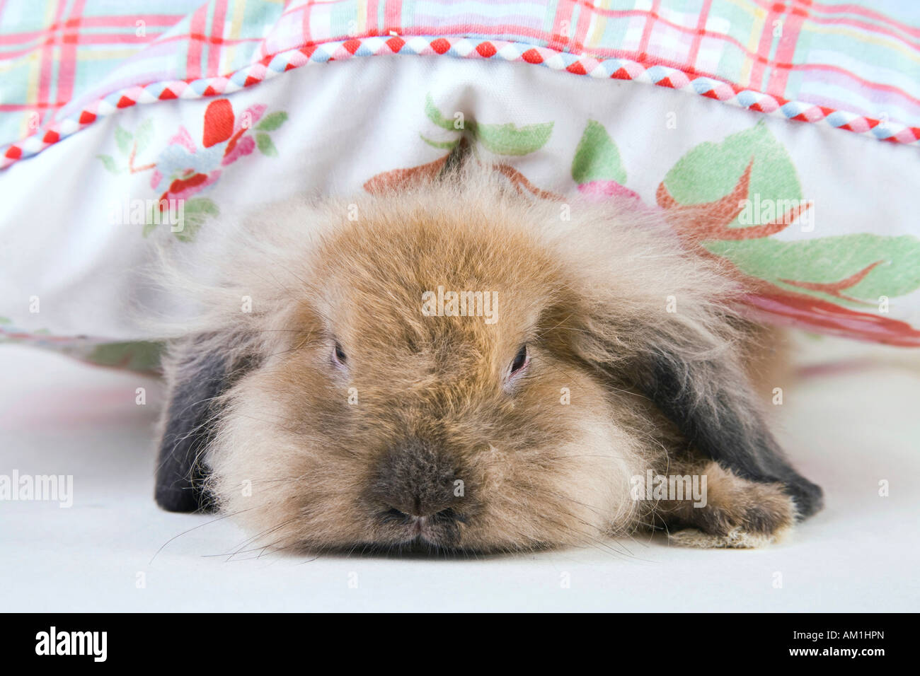 Rabbit under a pillow Stock Photo - Alamy