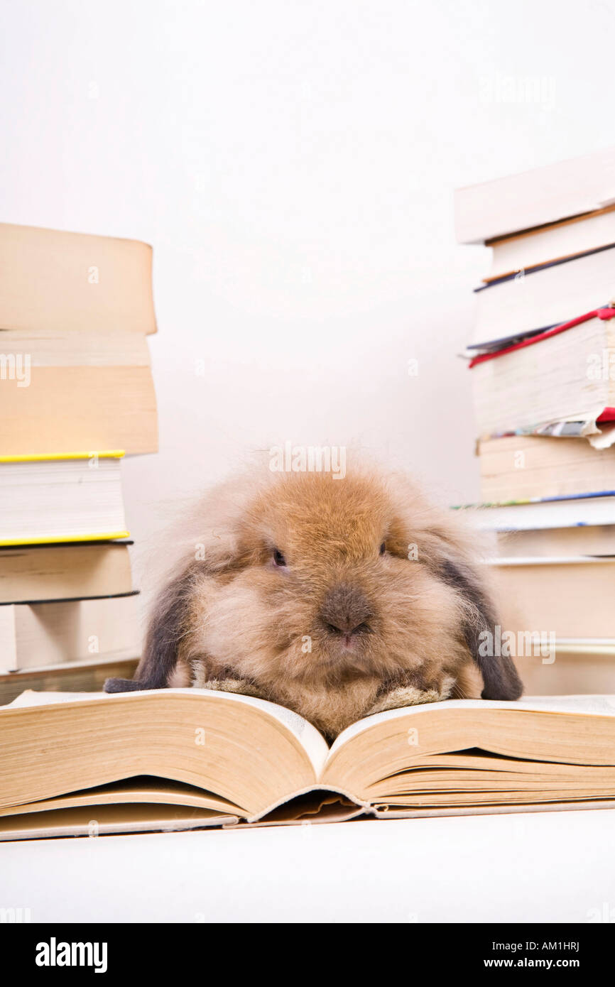 Animal reading book rabbit hi-res stock photography and images - Alamy