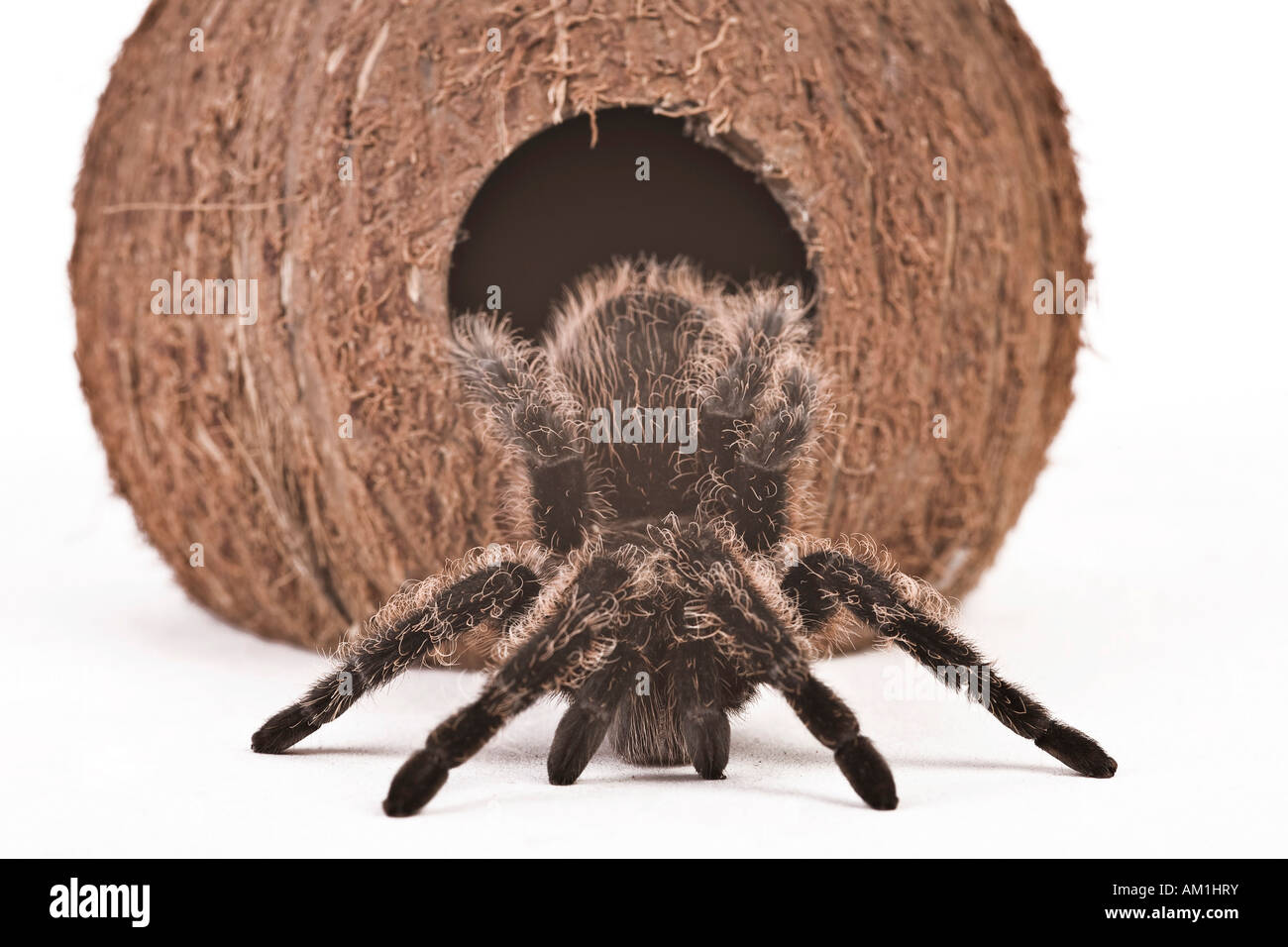Coconut spider hi-res stock photography and images - Alamy