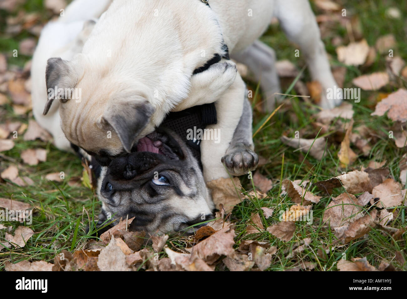 Two playing pug puppies Stock Photo - Alamy