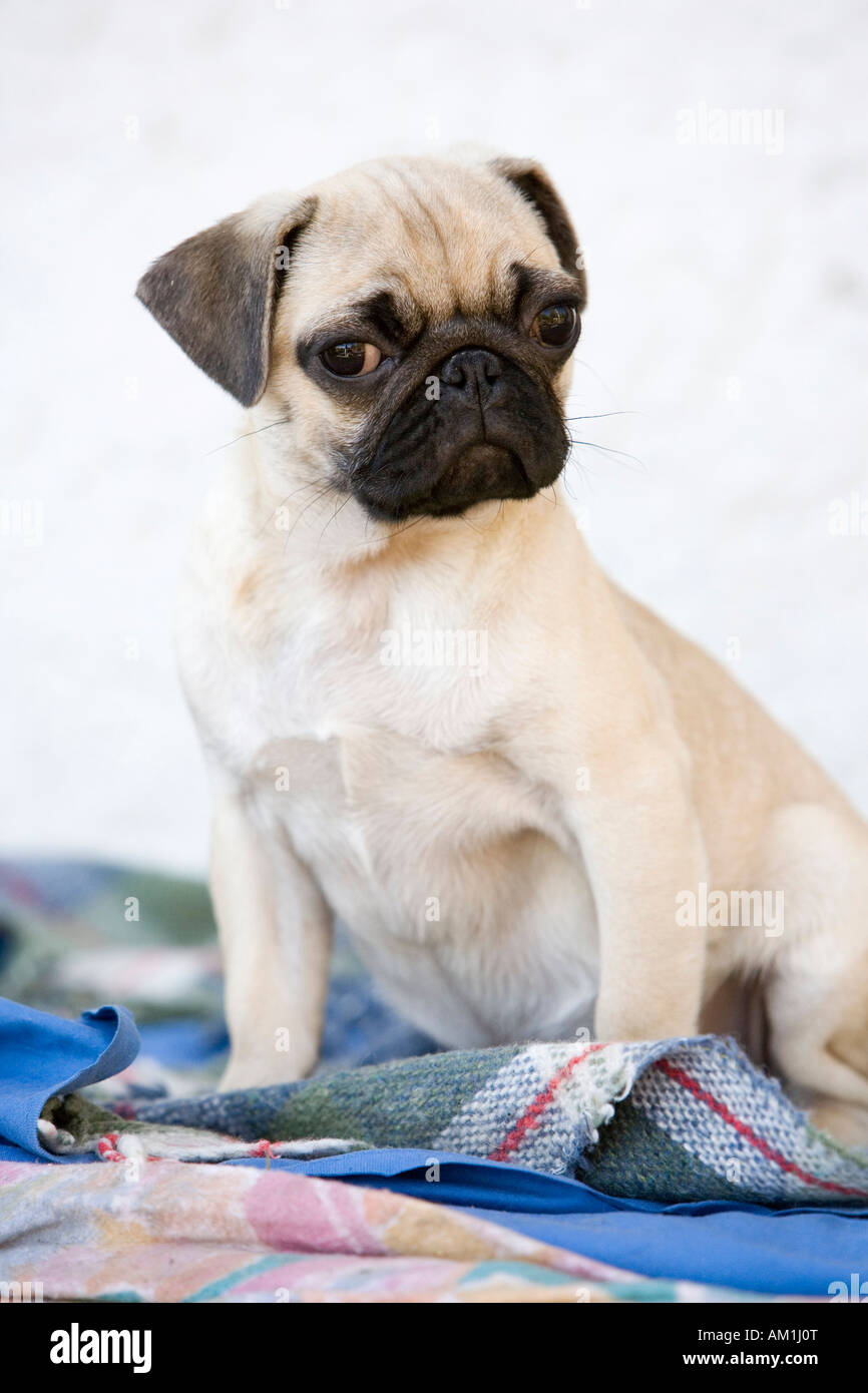 A pug puppy Stock Photo - Alamy