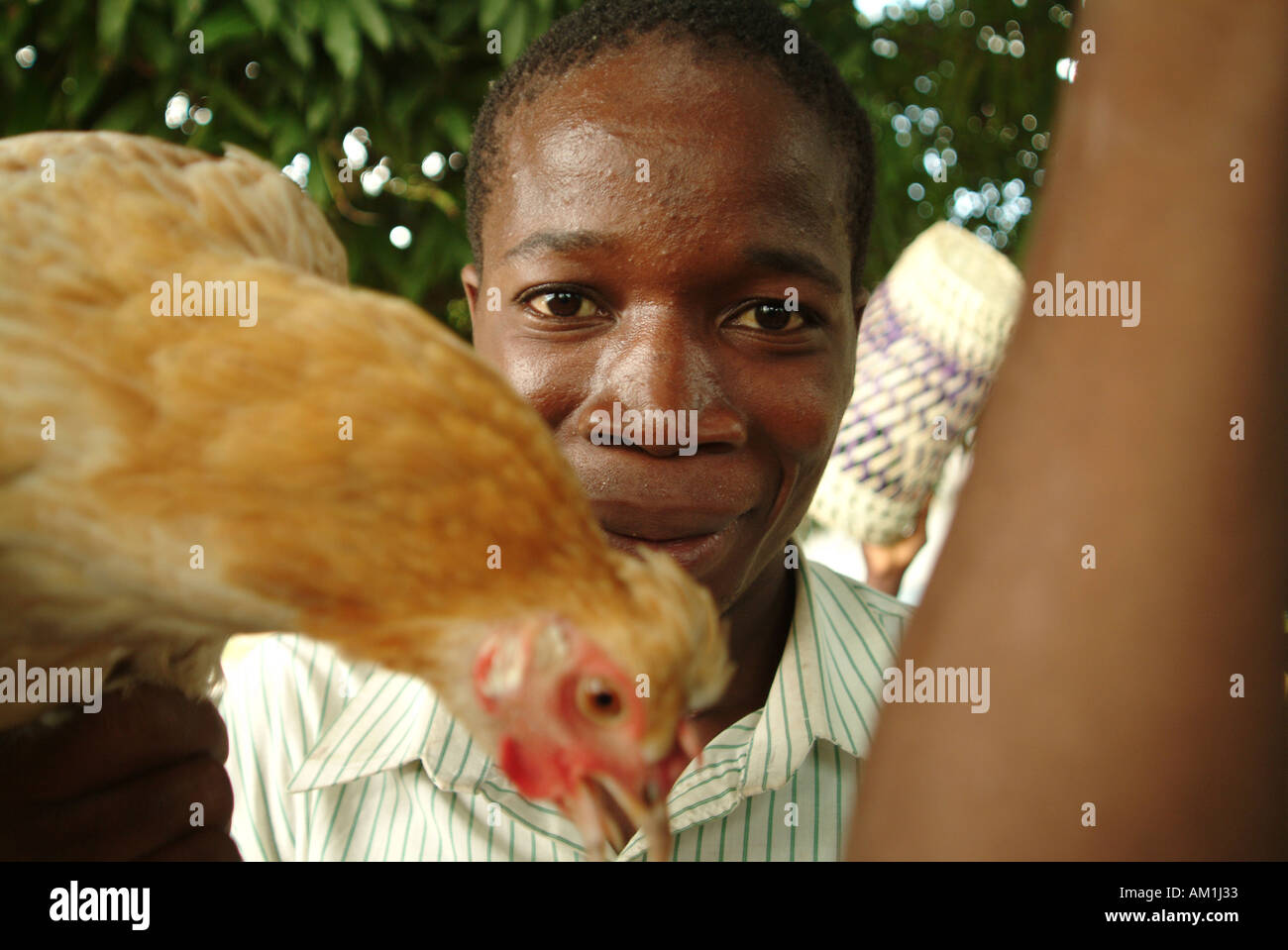 Chicken transport hi-res stock photography and images - Alamy