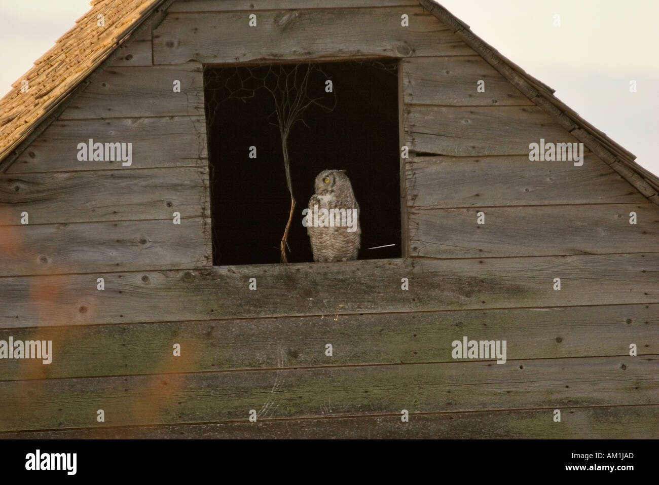 A Great Horned Owl in the window of an old granary in scenic ...