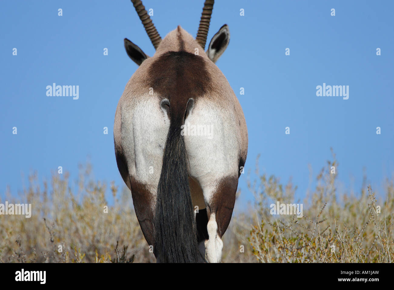 Kalahari Antelope High Resolution Stock Photography and Images - Alamy