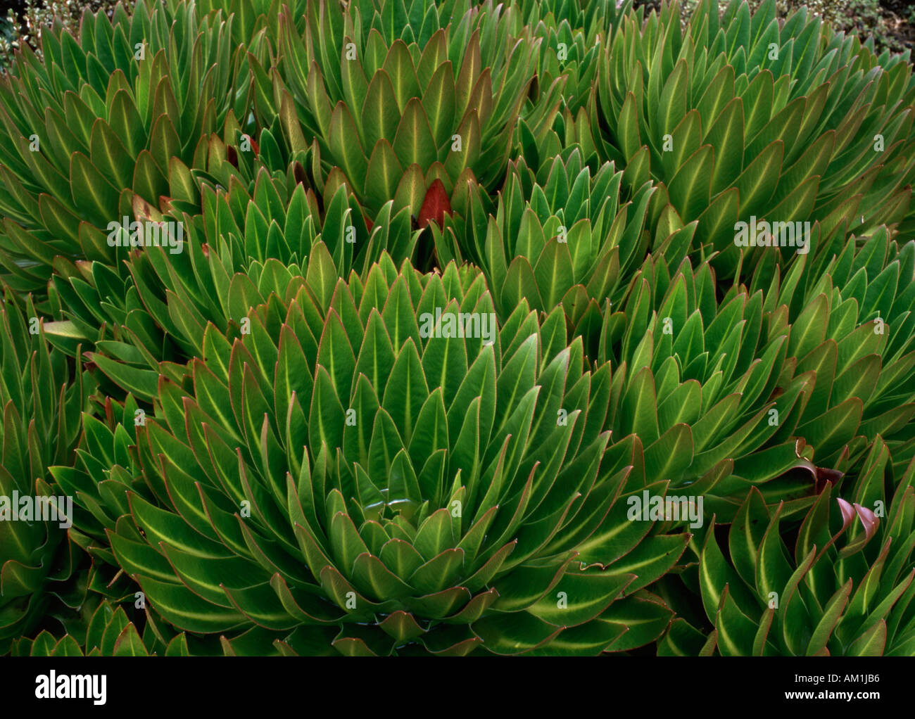 Giant lobelia kenya hi-res stock photography and images - Alamy