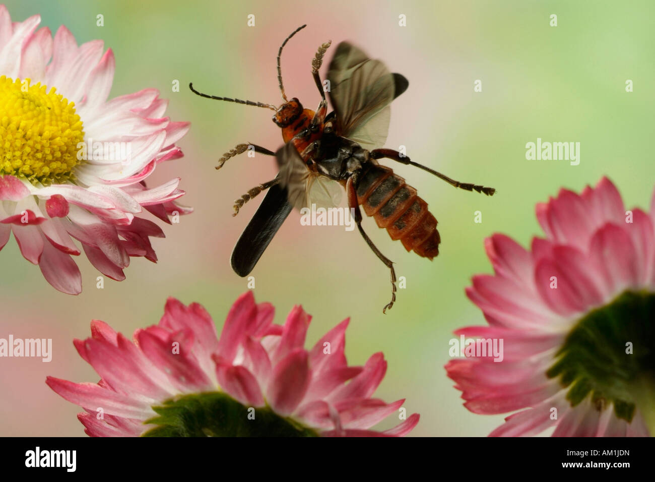 Soldier beetle (Cantharis rustica Stock Photo - Alamy