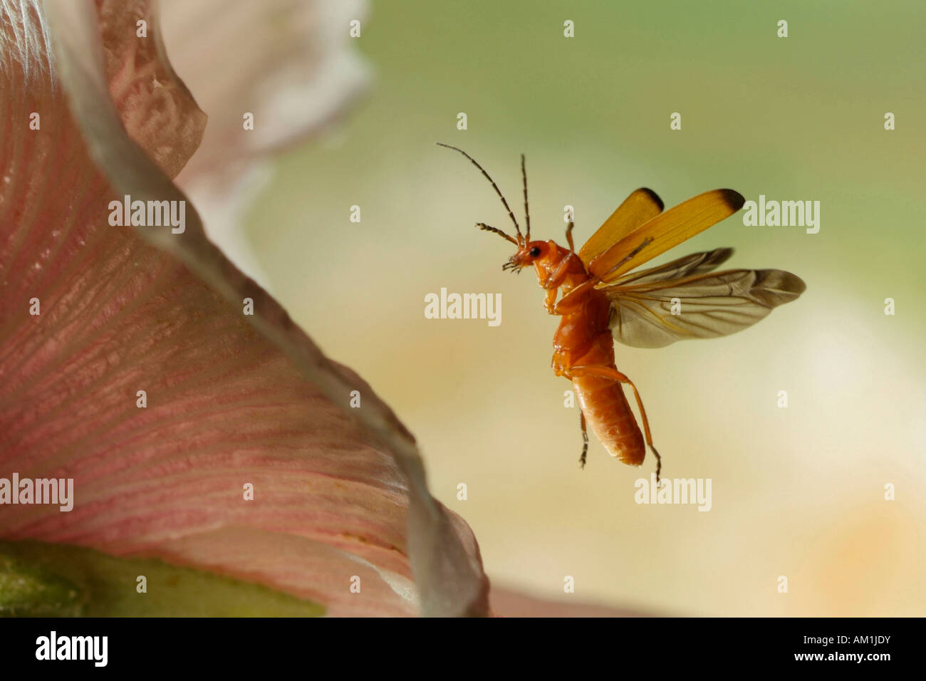 Red soldier beetle (Rhagonycha fulva Stock Photo - Alamy