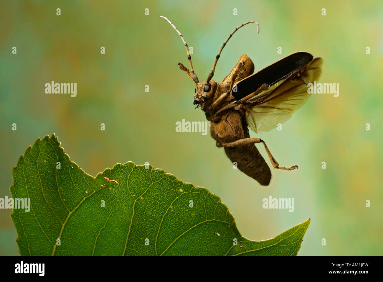 Longhorn beetle (Saperda carcharias Stock Photo - Alamy