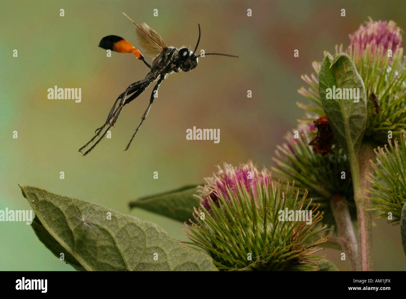 Sand wasp (Ammophila sabulosa Stock Photo - Alamy