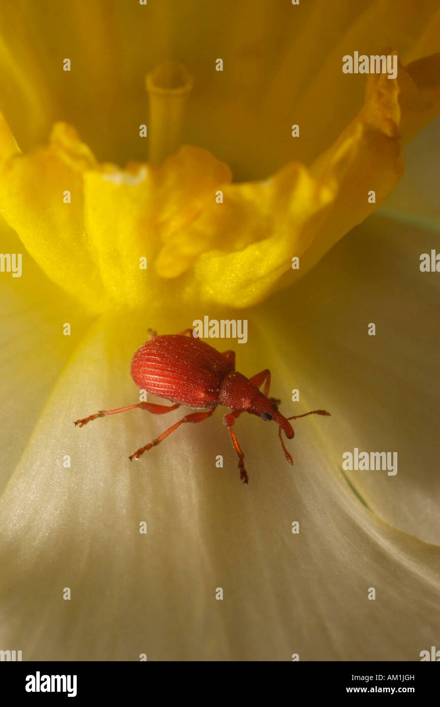 Seed weevil (Apion miniatum Stock Photo - Alamy