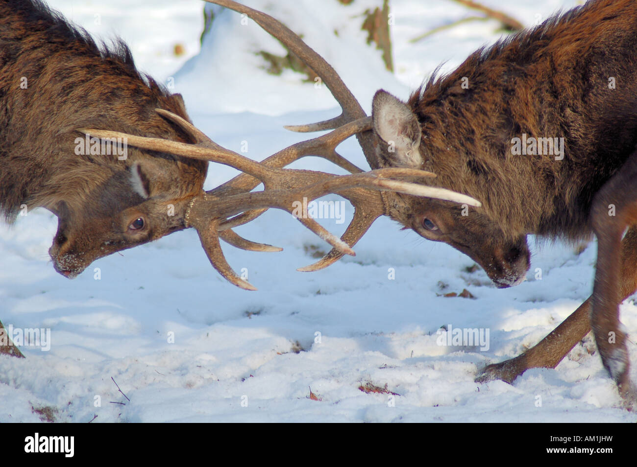 Hirsche cervidae hi-res stock photography and images - Alamy
