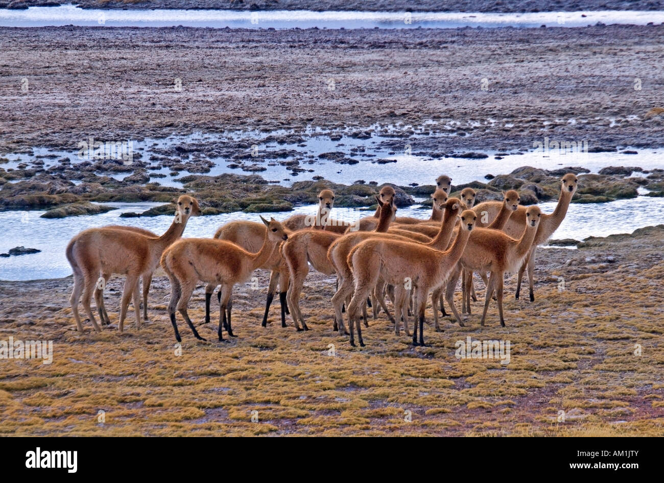 Herd of wild Vicunas, Atacama Desert, Chile Stock Photo - Alamy