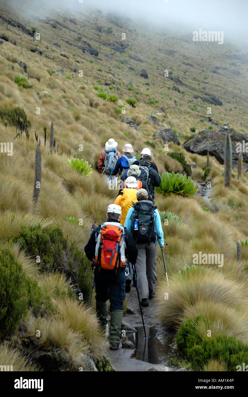 Group of trekkers on a footpath in fen landscape Mount Kenya National ...