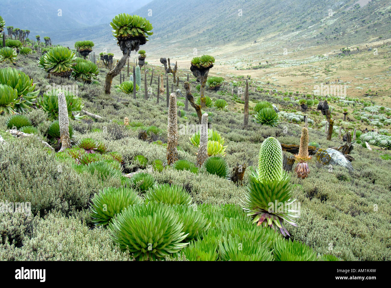 Natural garden of endemic giant groundsel (Senecio keniodendron) giant ...