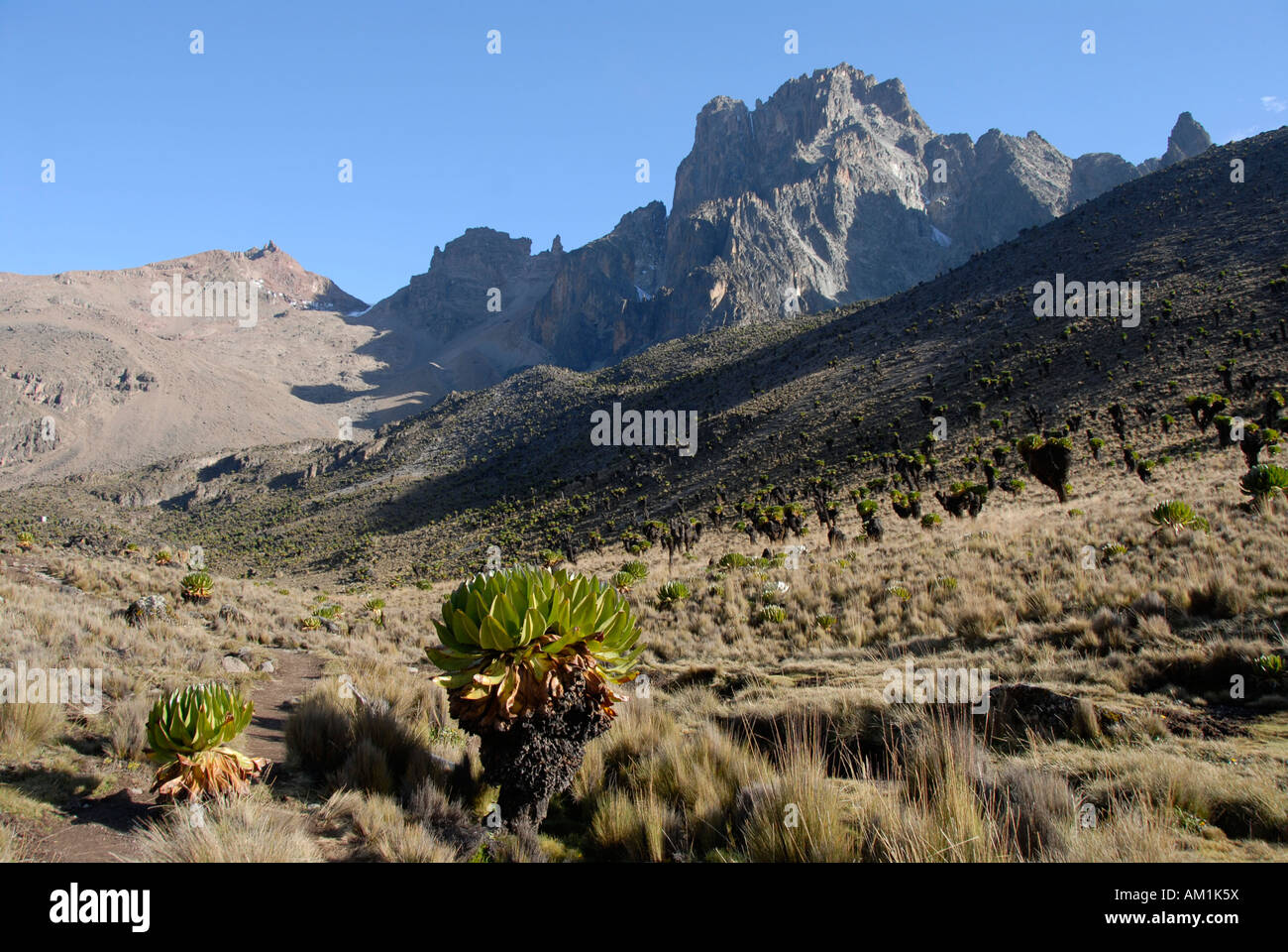 Giant groundsel plants hi-res stock photography and images - Alamy