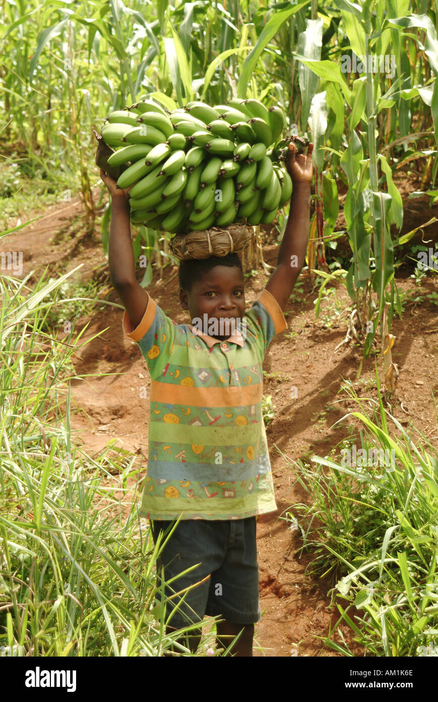 A boy carries a huge bunch of bananas on his head that he takes to ...