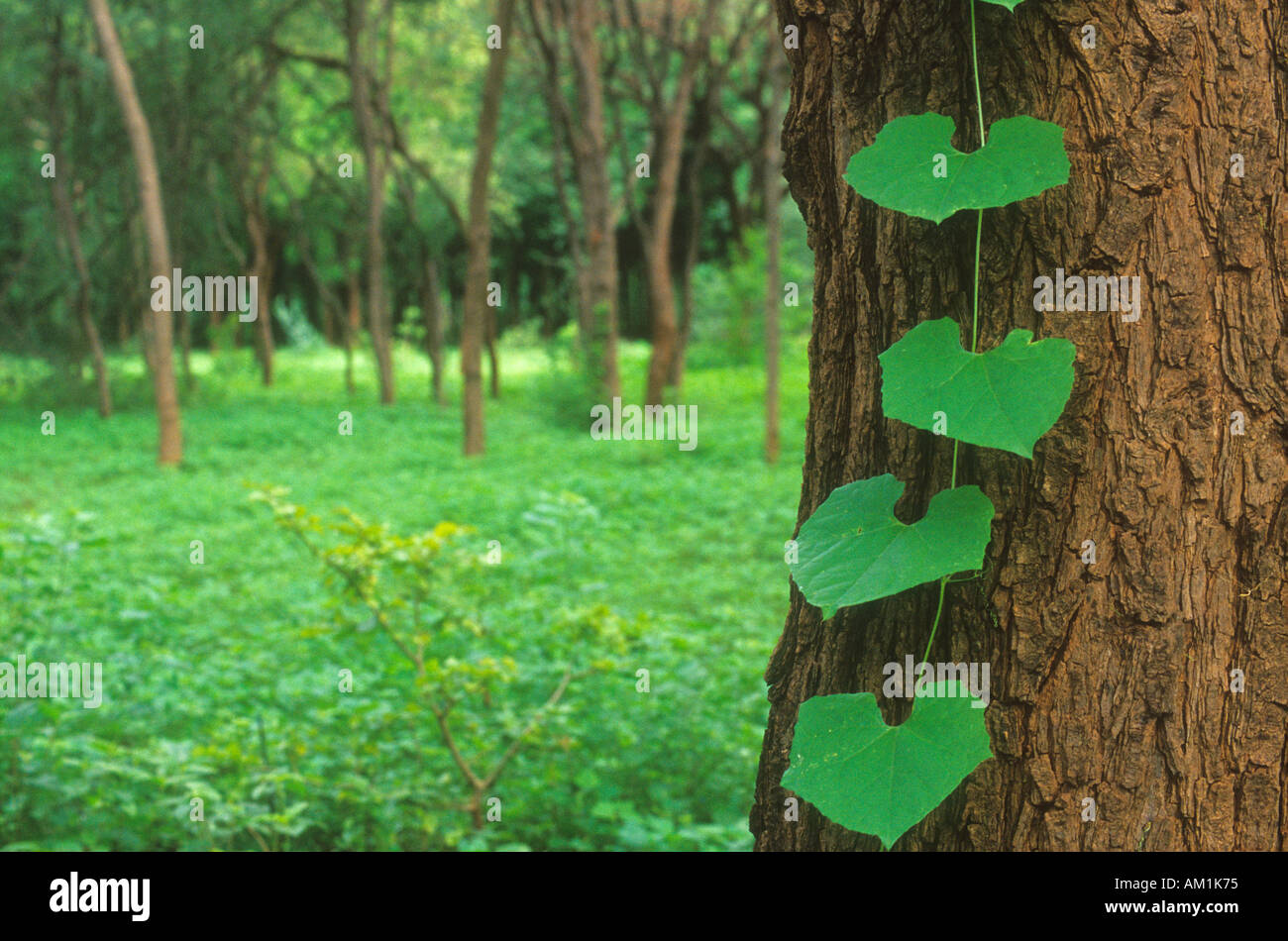 CREEPER ON TREE Stock Photo - Alamy