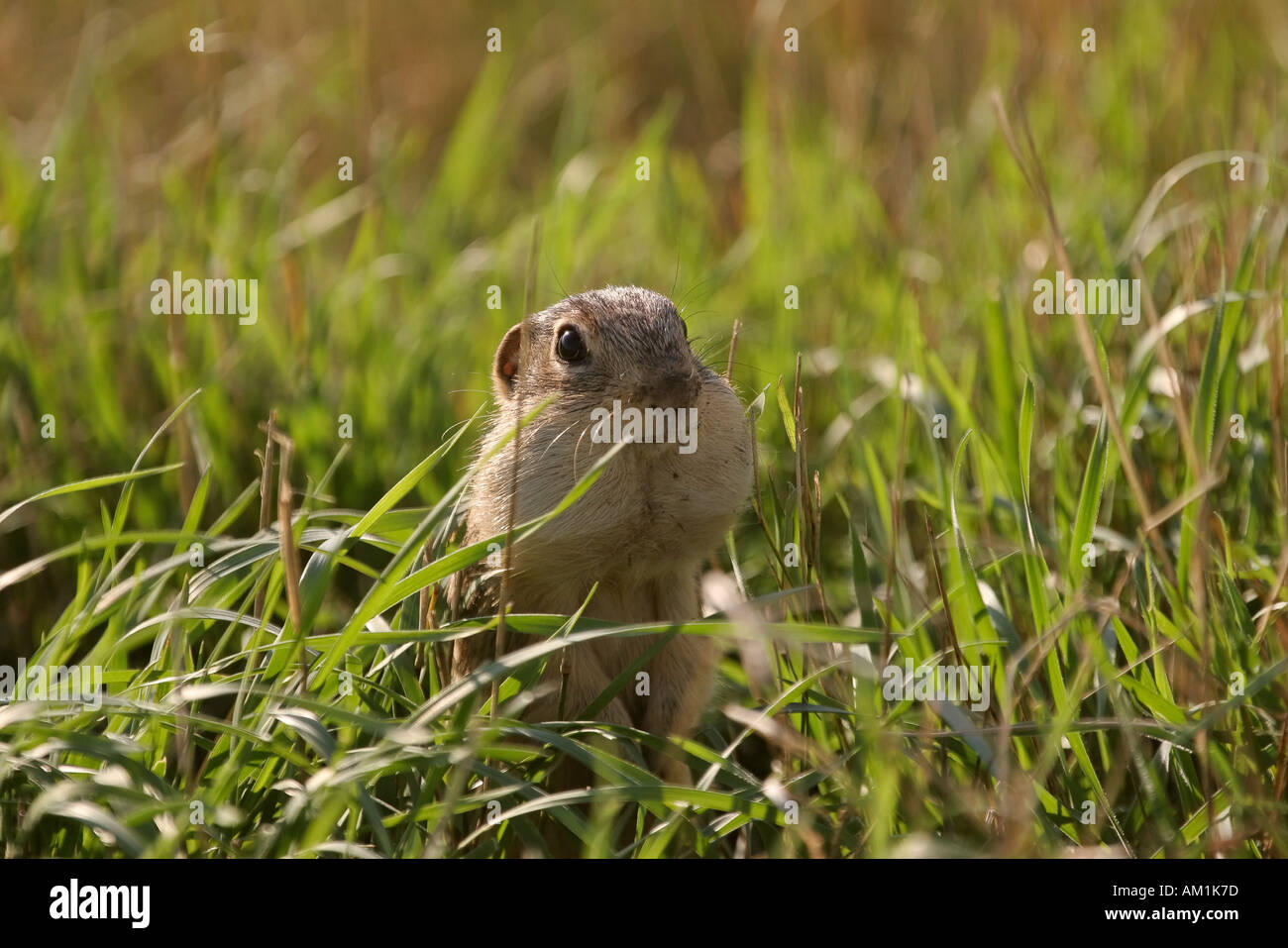 A Thirteen-lined Ground Squirrel with bulging cheeks in scenic Southern ...