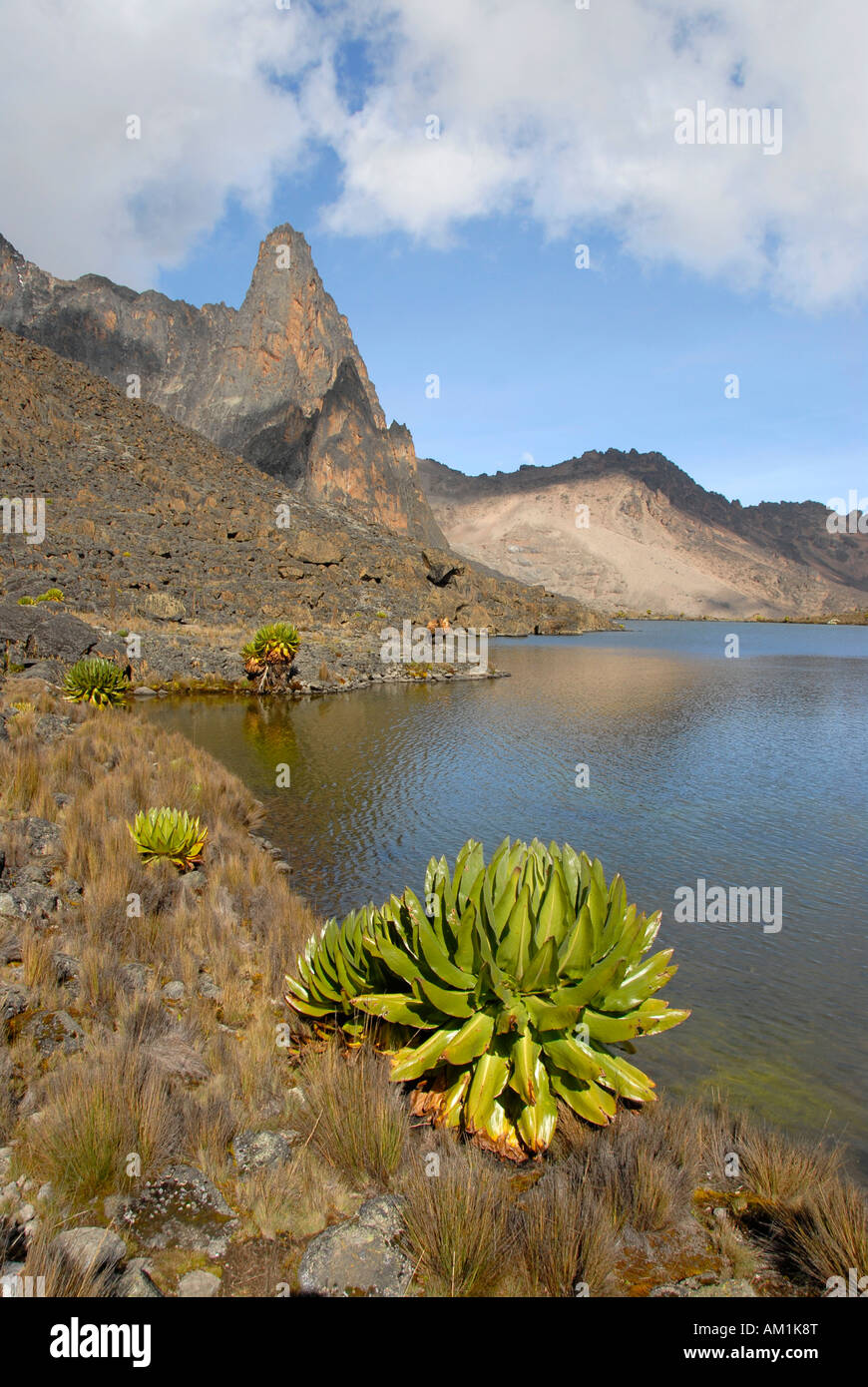 Endemic giant groundsel (Senecio keniodendron) at Hut Tarn lake with ...