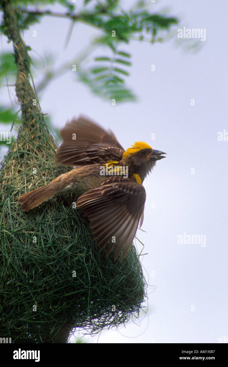 Male BAYA WEAVER (Ploceus philippinus) displaying at nest Stock Photo - Alamy