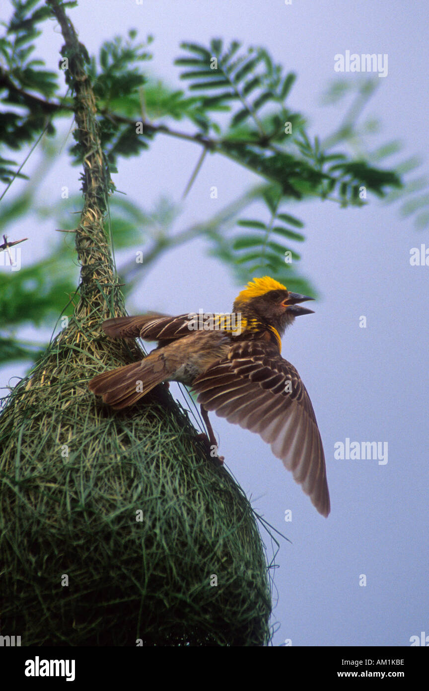 Male BAYA WEAVER (Ploceus philippinus) displaying at nest Stock Photo - Alamy