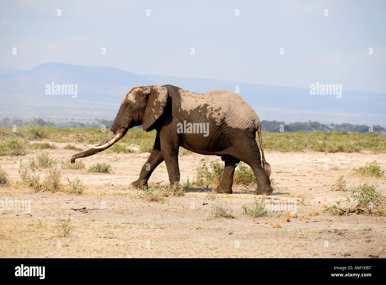 Big elephant Amboseli National Park Kenya Stock Photo - Alamy