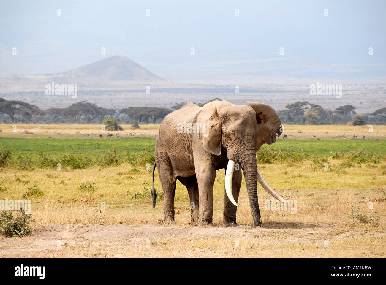 Big elephant with large tusks Amboseli National Park Kenya Stock Photo ...