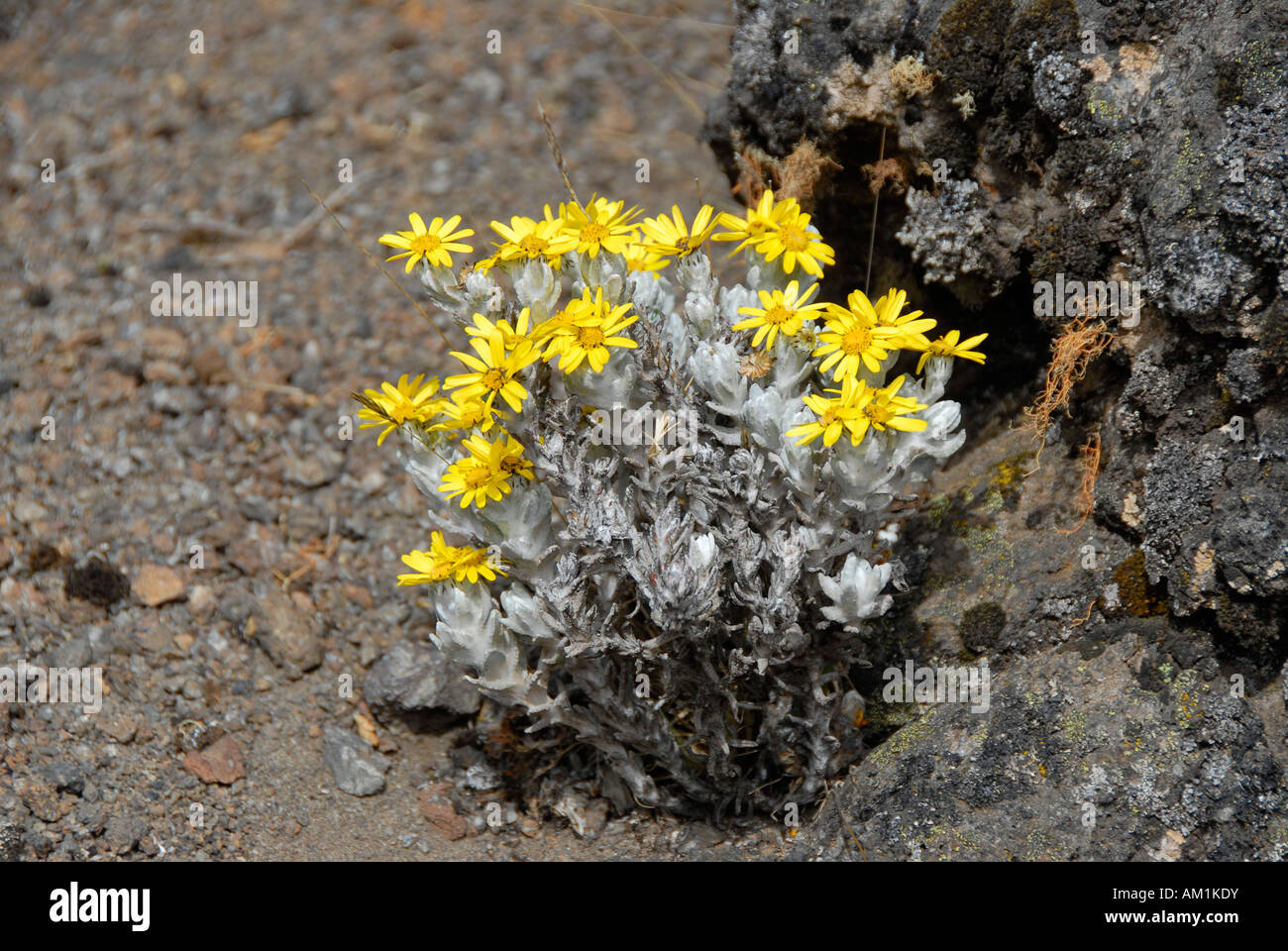 Afro alpine flower hi-res stock photography and images - Alamy