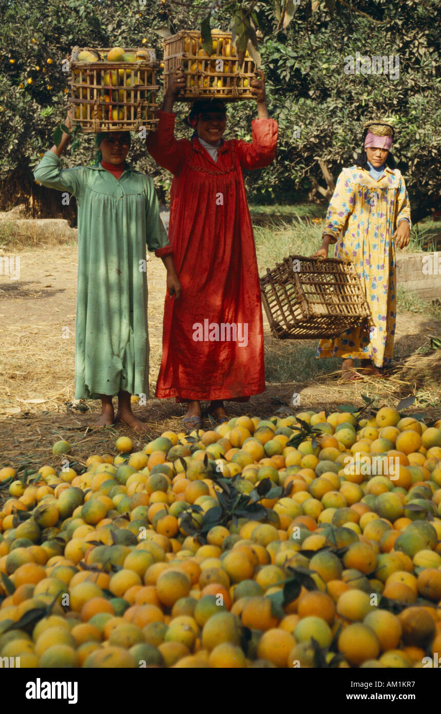 Agriculture nile delta egypt hi-res stock photography and images - Alamy