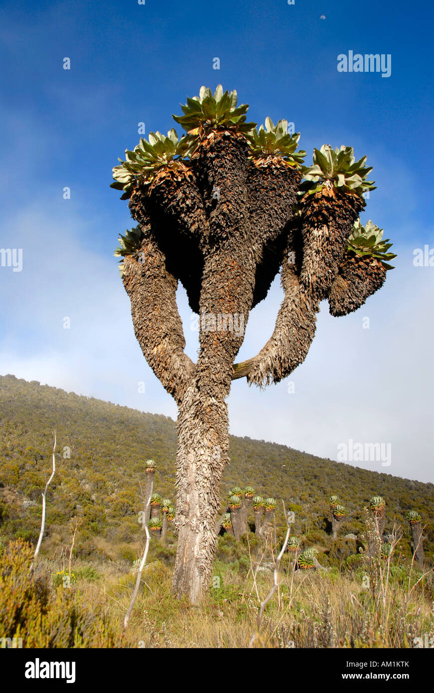 Giant Groundsel Plants High Resolution Stock Photography and Images - Alamy