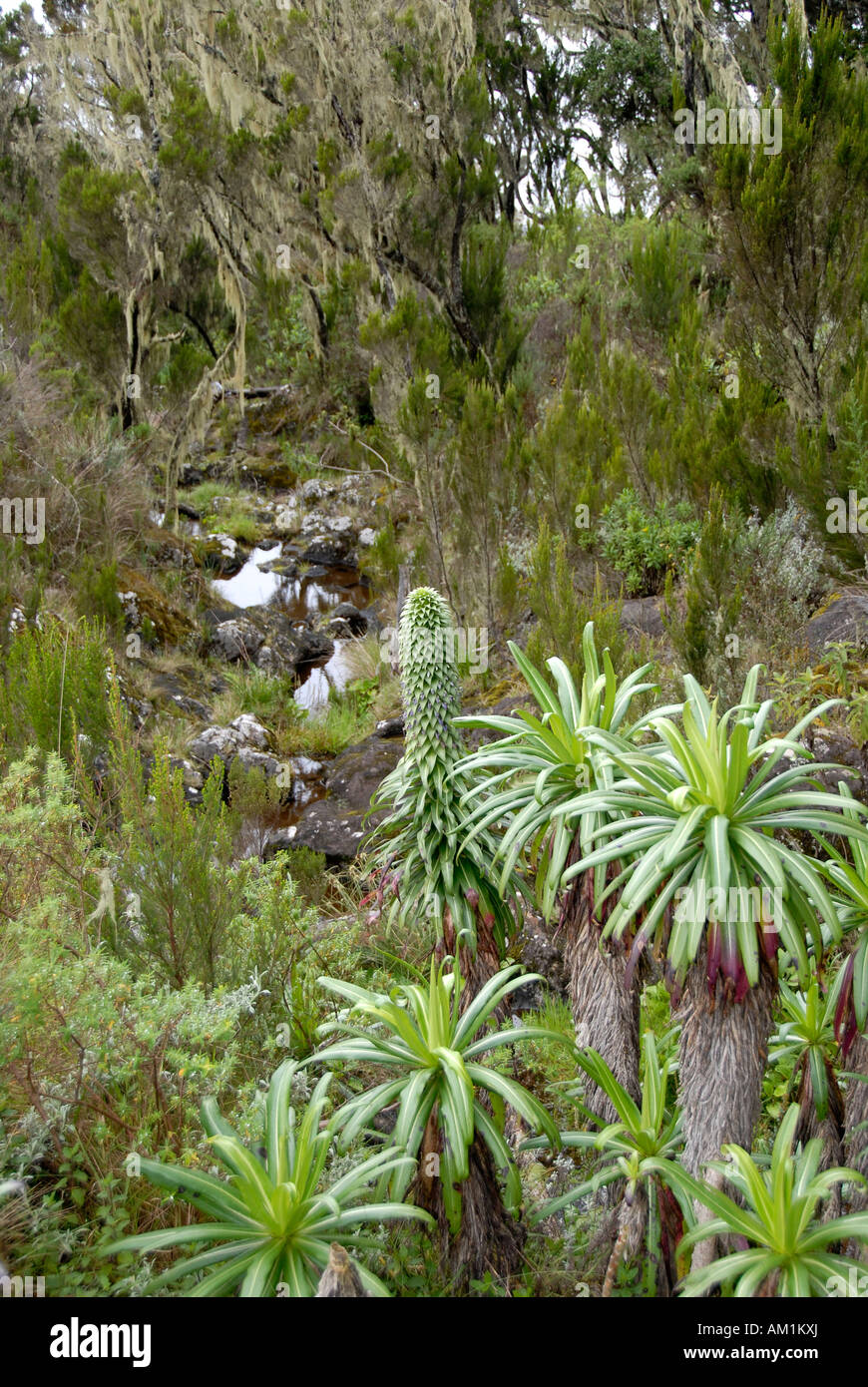 Virgin forest with heide (Erica) lobelia and senecia Marangu Route ...