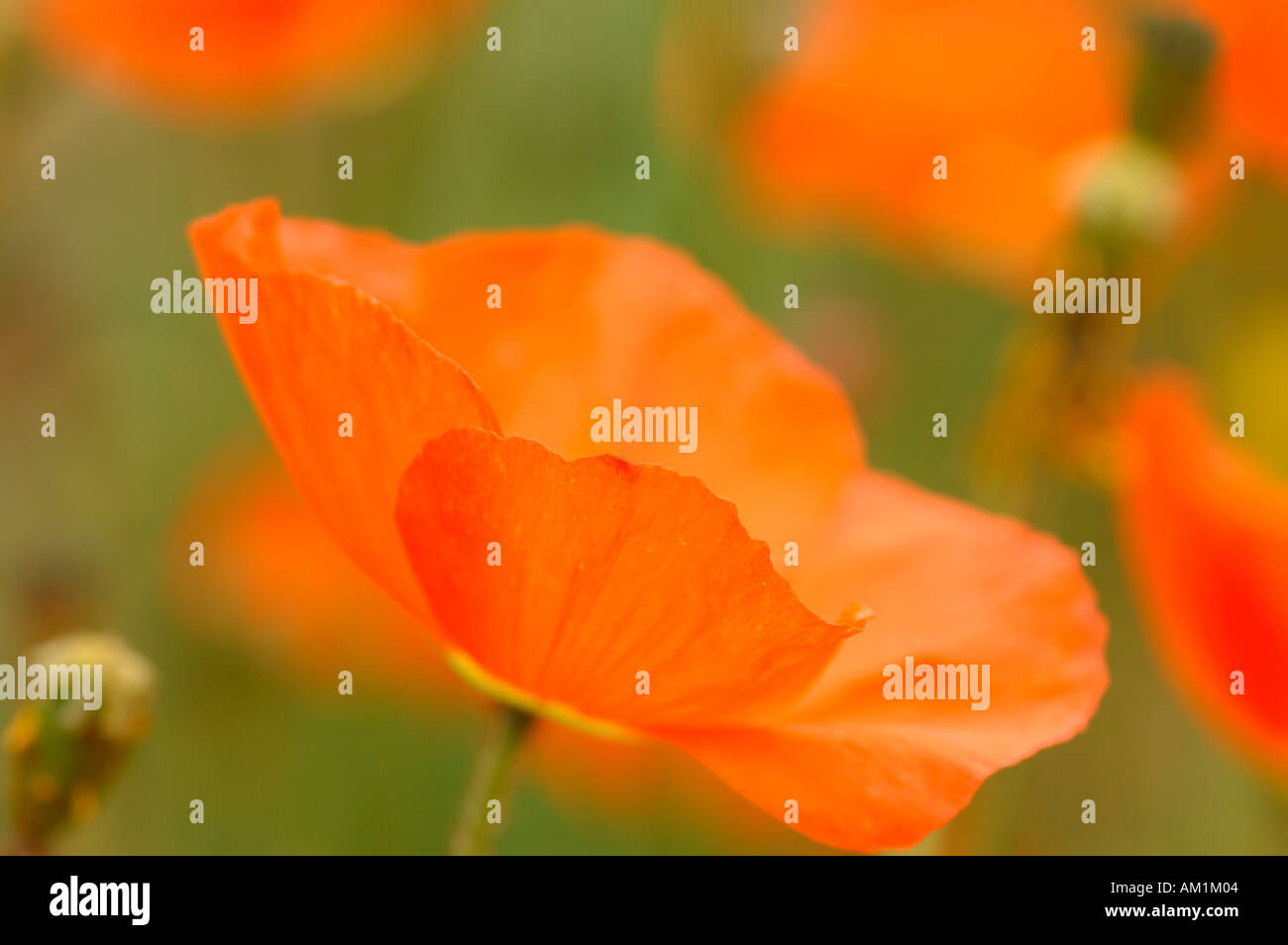 Orange Papaver Poppies Stock Photo - Alamy