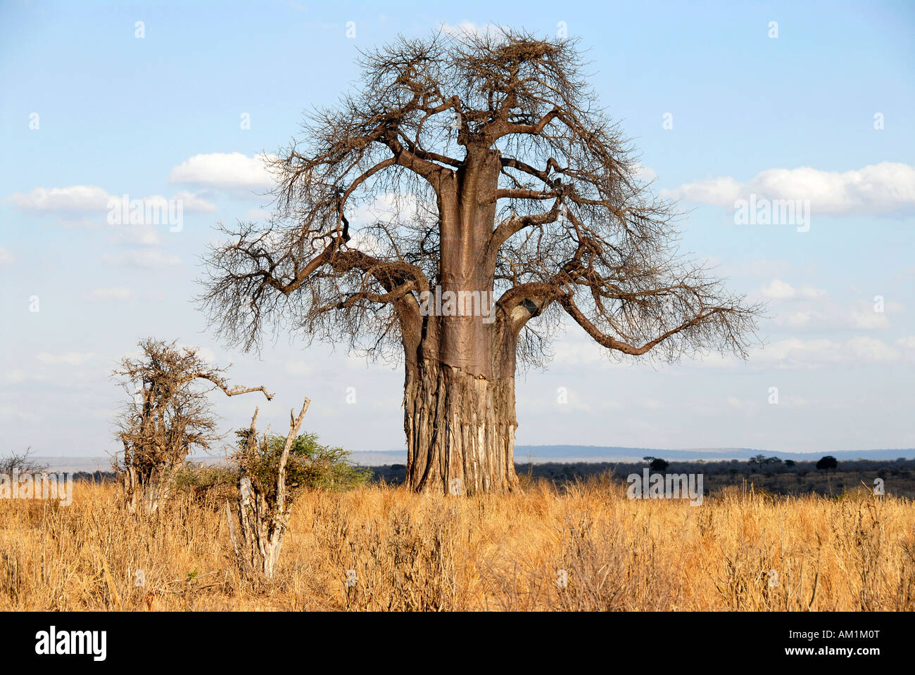 Baobab tree (Adansonia digitata) in the savannah Tarangire National ...
